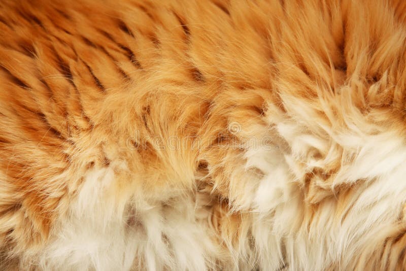 548 Mottled Fur Cat Stock Photos - Free & Royalty-Free Stock Photos ...