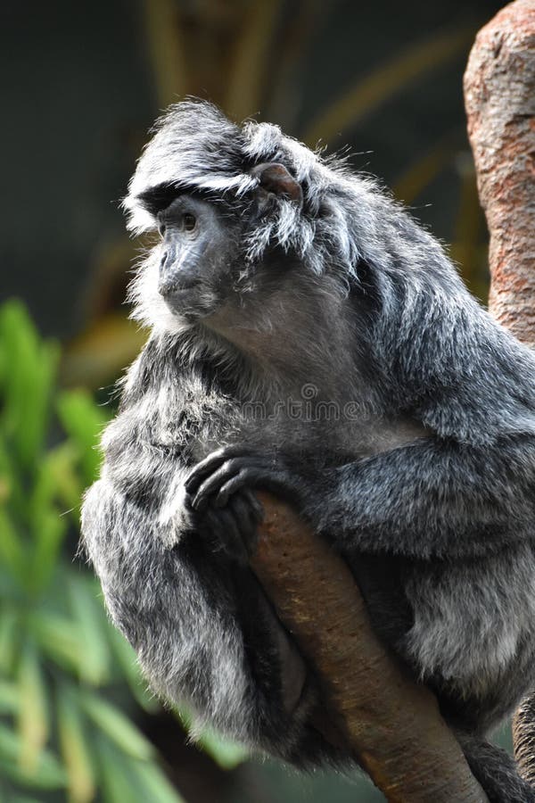 Fluffy Fur on a Langur Monkey on a Tree Branch Stock Image - Image of ...
