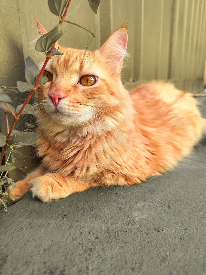 Fluffy Furry Orange Cat Lying in the Yard Stock Photo - Image of yard ...