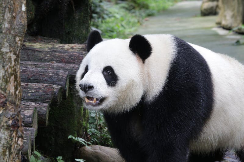 Fluffy Giant Panda , Chengdu Panda Base, Chian Stock Photo - Image of ...