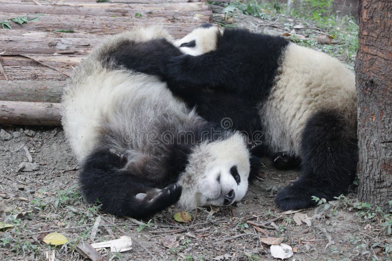 Fluffy Giant Panda in China Stock Photo - Image of oreo, adorable ...
