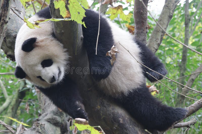 Fluffy Giant Panda in China Stock Image - Image of playful, little ...