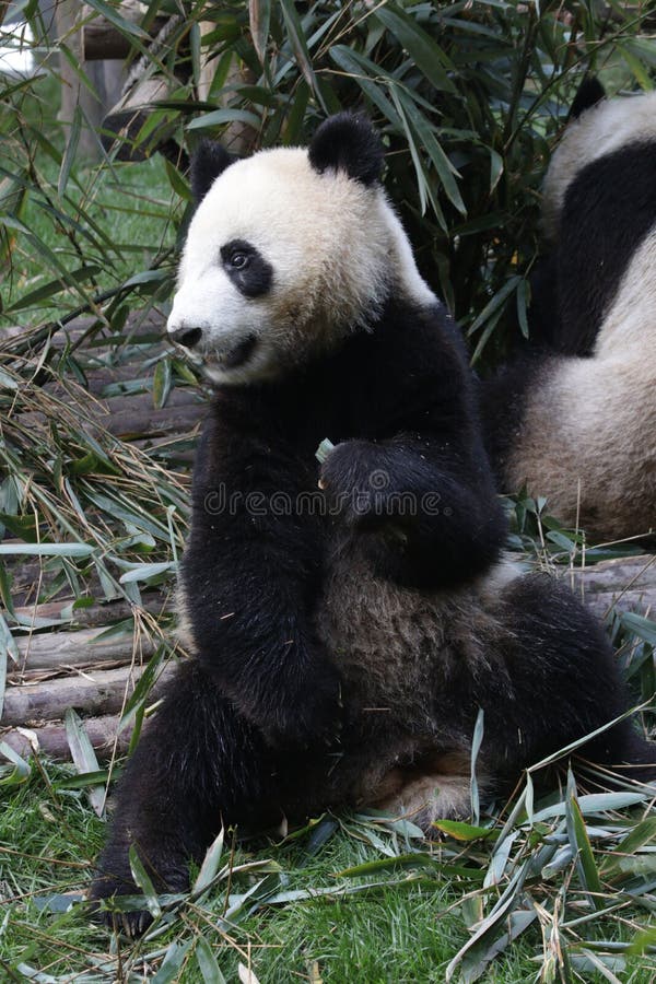 Fluffy Giant Panda in China Stock Image - Image of giant, panda: 108184829