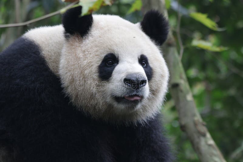 Fluffy Giant Panda in China Stock Photo - Image of biscuit, acts: 108184742