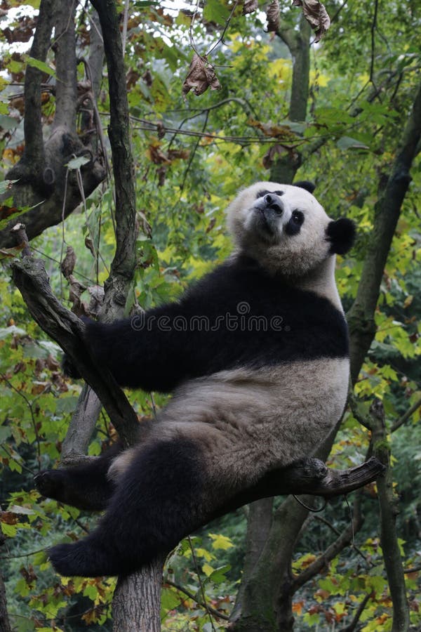 Fluffy Giant Panda in China Stock Photo - Image of cute, ground: 108184770
