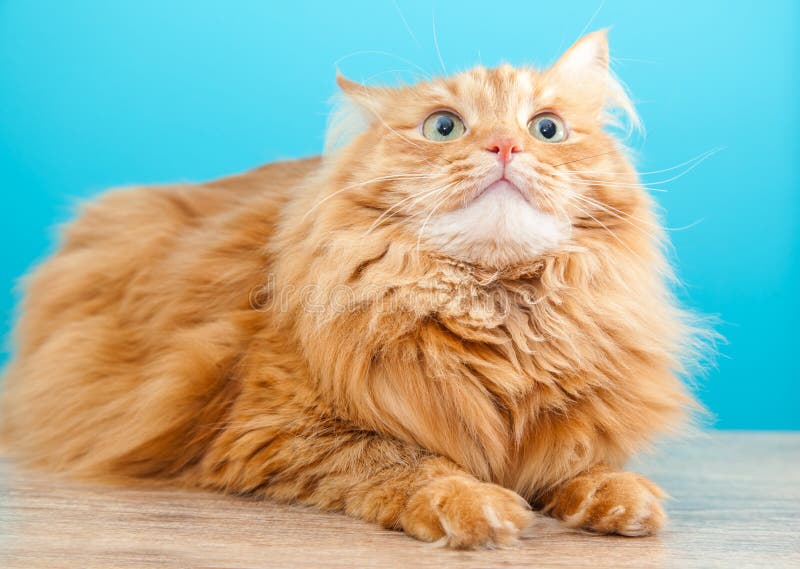 Fluffy ginger cat stock photo. Image of relaxation, resting - 35472706