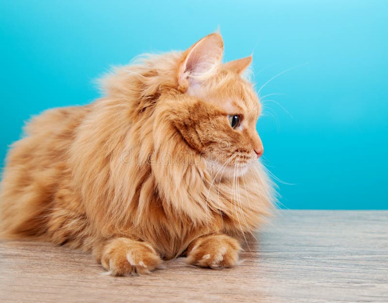 Fluffy ginger cat stock image. Image of beautiful, relaxation - 35472689
