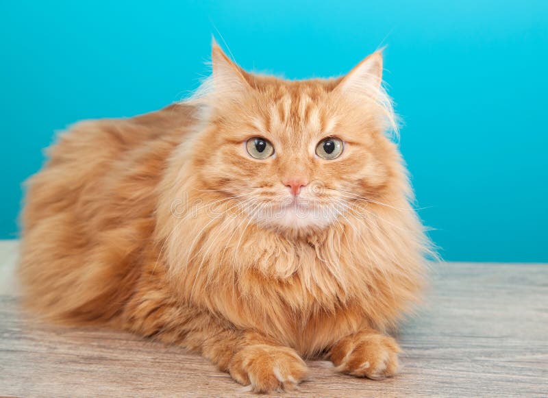 Fluffy ginger cat stock photo. Image of relaxation, resting - 35472706