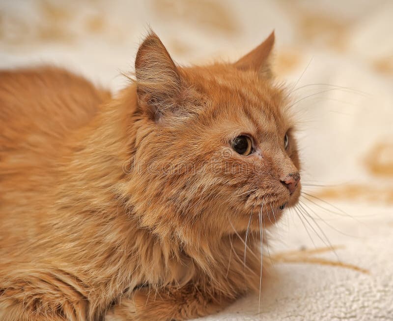 Fluffy ginger cat stock image. Image of hair, expressing - 49087199