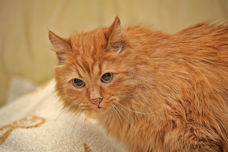 Fluffy ginger cat stock photo. Image of enjoyment, domestic - 49087202