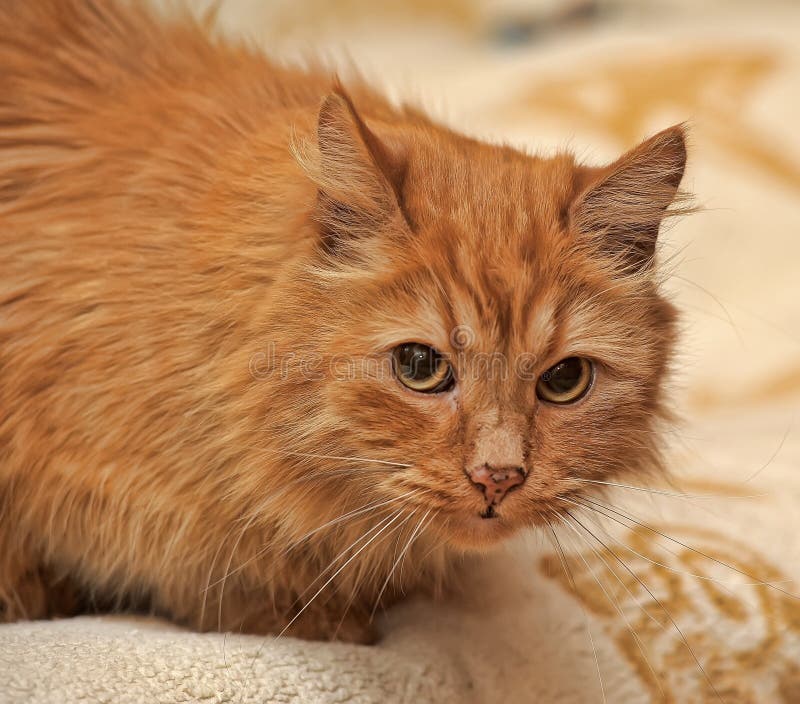Fluffy ginger cat stock photo. Image of mammal, animals - 49087228