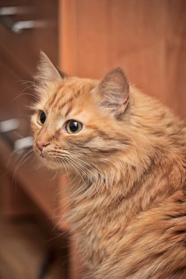 Fluffy ginger cat stock image. Image of nature, animals - 49087377
