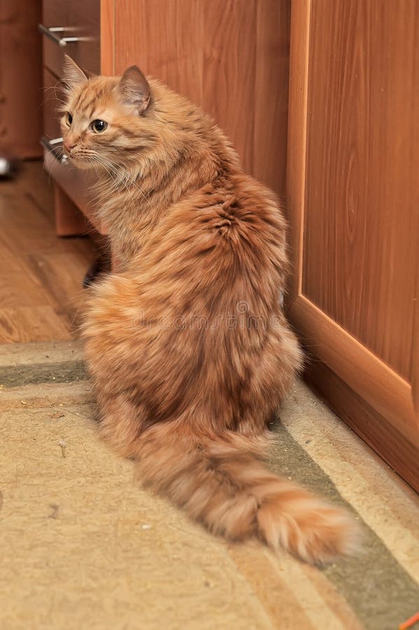 Fluffy ginger cat stock photo. Image of curiosity, ginger - 49087394