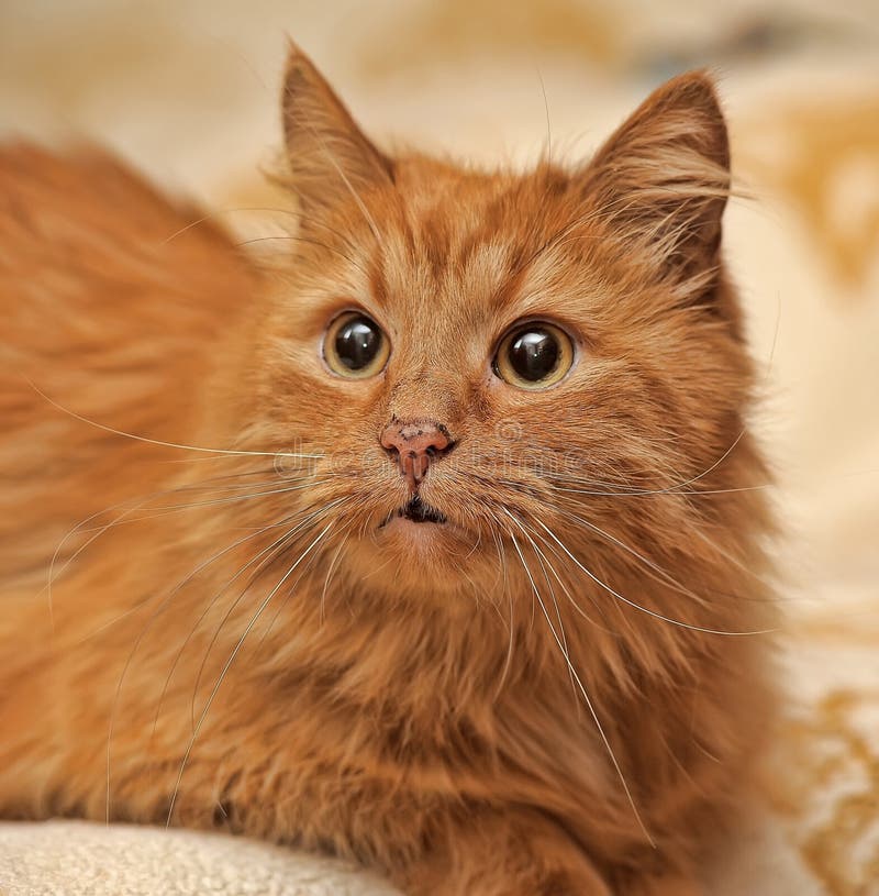 Fluffy ginger cat stock image. Image of feline, nature - 49087515