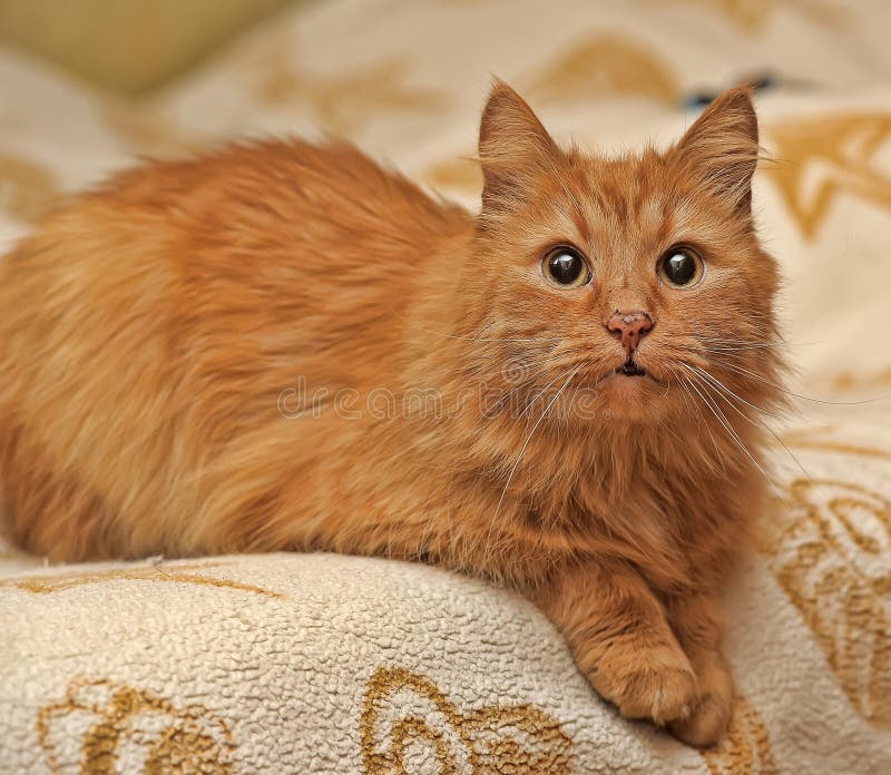 Fluffy ginger cat stock image. Image of curiosity, nature - 49087533