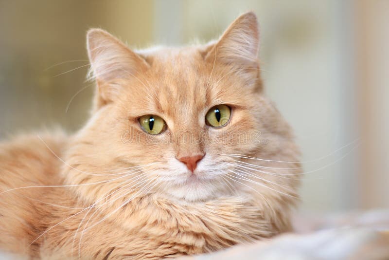 Fluffy Ginger Cat Stock Photos - Download 15,843 Royalty Free Photos