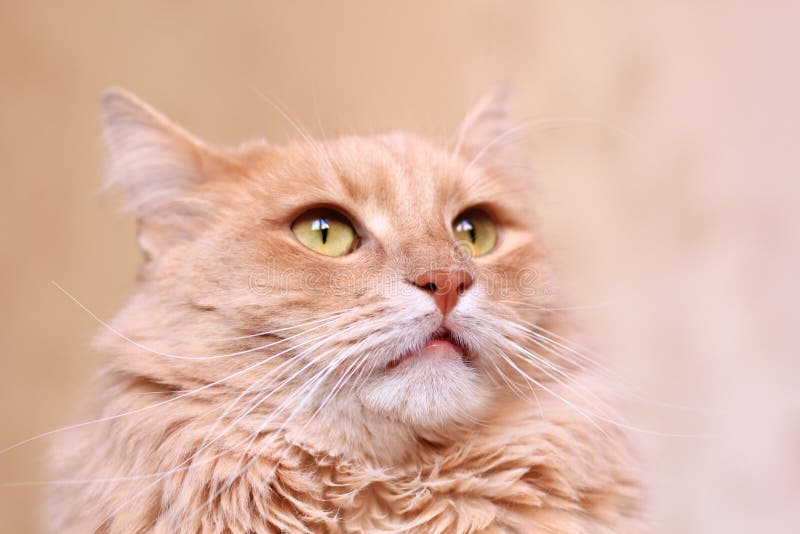 Fluffy ginger cat stock image. Image of cute, domestic - 66769921