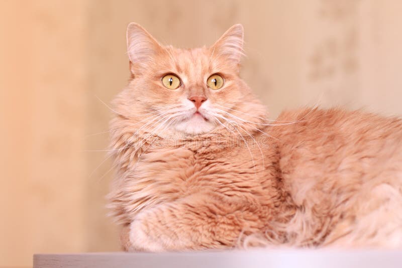 Fluffy ginger cat stock image. Image of fluffy, yellow - 66770099