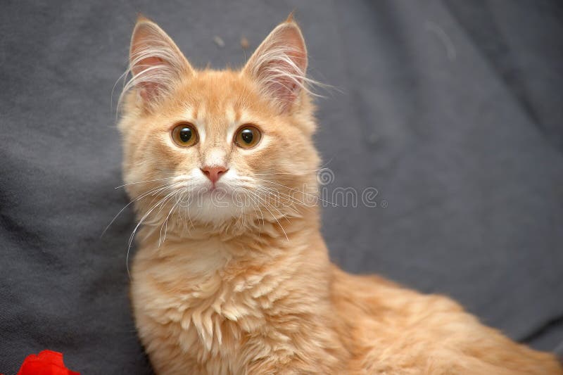 Fluffy Ginger Cat on a Gray Background Stock Image - Image of blue ...