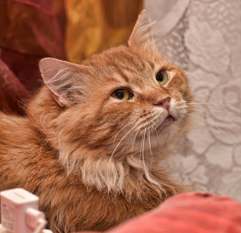 Fluffy ginger cat portrait stock image. Image of animal - 178169529