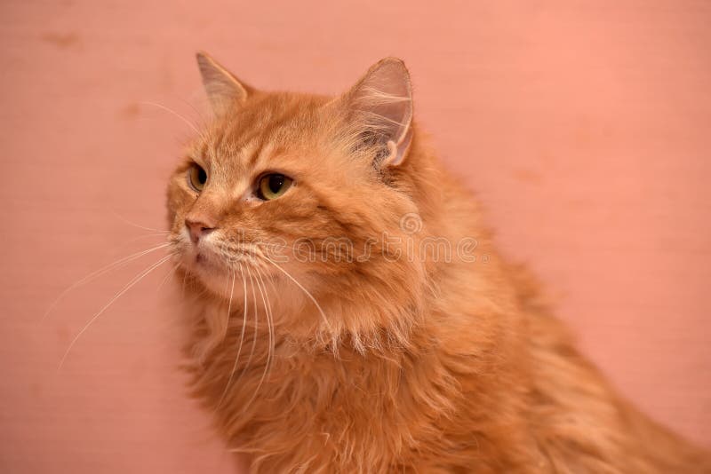 Fluffy ginger cat portrait stock photo. Image of maine - 178169386