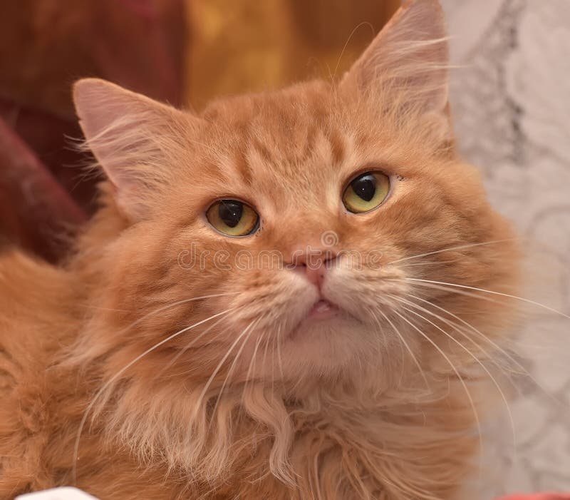 Fluffy ginger cat stock image. Image of beautiful, relaxation - 35472689