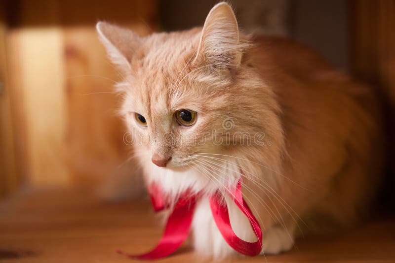 Fluffy Ginger Cat with a Red Ribbon Stock Image - Image of young, furry ...