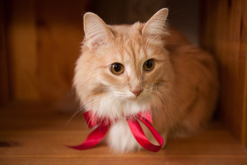 Fluffy Ginger Cat with a Red Ribbon Stock Image - Image of feline ...