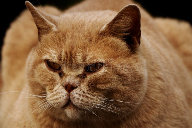 Ginger Cat is Staring at the Set of Color Pencils through the Ripped ...
