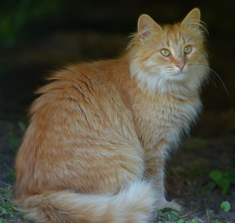 Fluffy Ginger Cat in Summer Outdoor Stock Image - Image of eyes ...