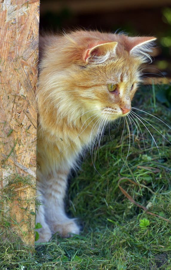 Fluffy Ginger Cat in Summer Outdoor Stock Photo - Image of look, little ...