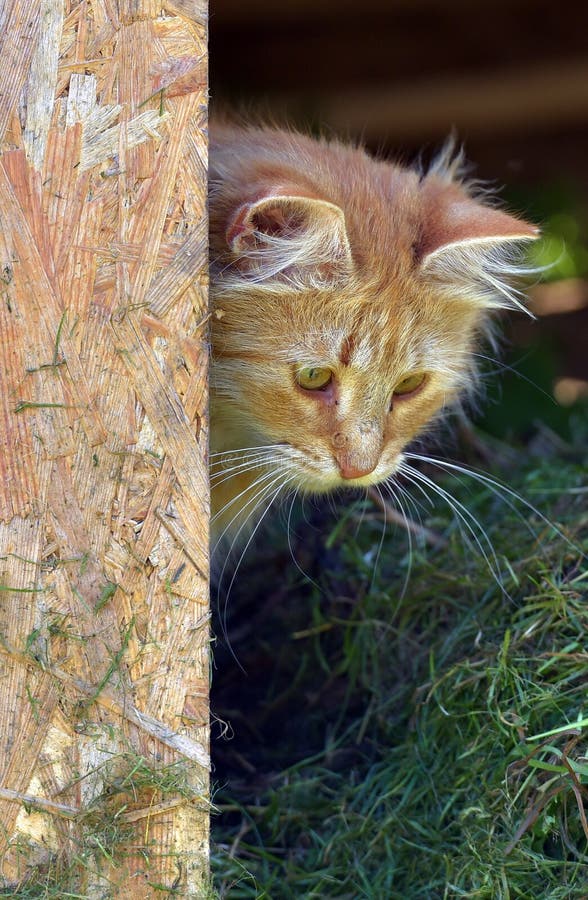 Fluffy Ginger Cat in Summer Outdoor Stock Image - Image of mammal, eyes ...