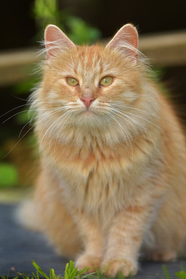 Fluffy Ginger Cat in Summer Outdoor Stock Photo - Image of ginger ...
