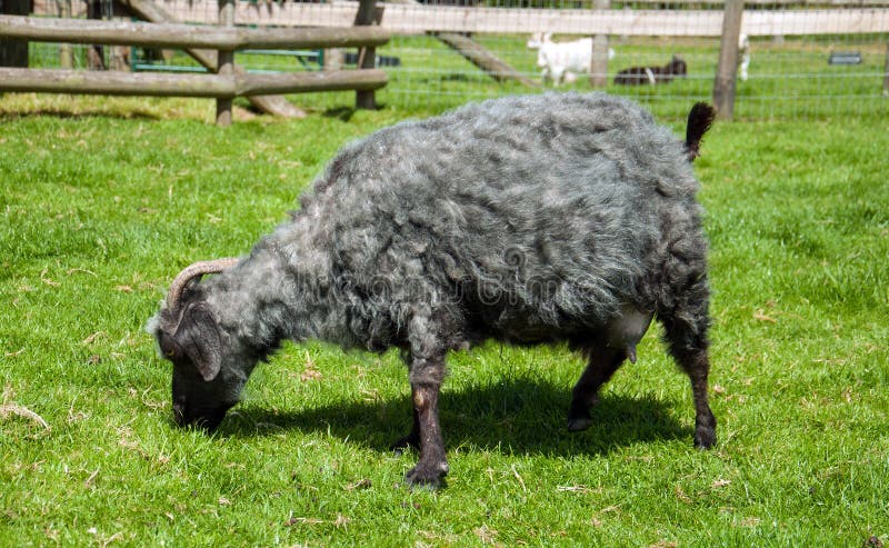 Fluffy Goat. stock photo. Image of england, outdoors - 71687686