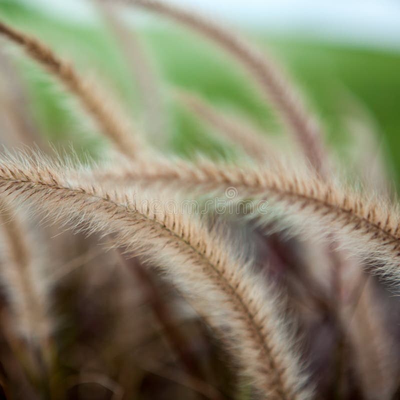 Fluffy grass background stock image. Image of autumn - 73452253