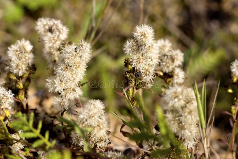 Fluffy grass stock photo. Image of white, branch, russia - 54334718