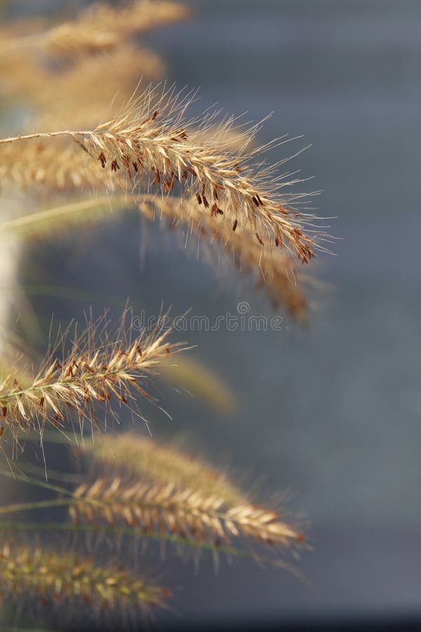 Fluffy Grass on a Blue Background. Stock Image - Image of furry ...