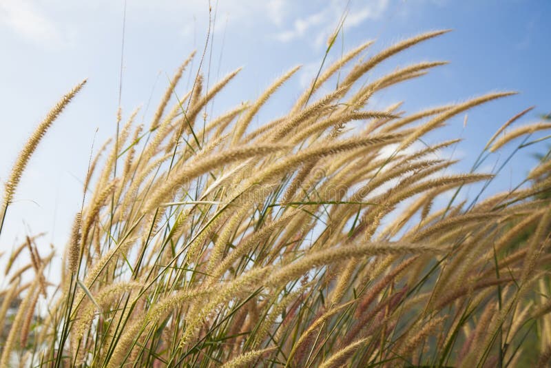 Fluffy Grass. Dew on the Grass Stock Image - Image of hordeum ...