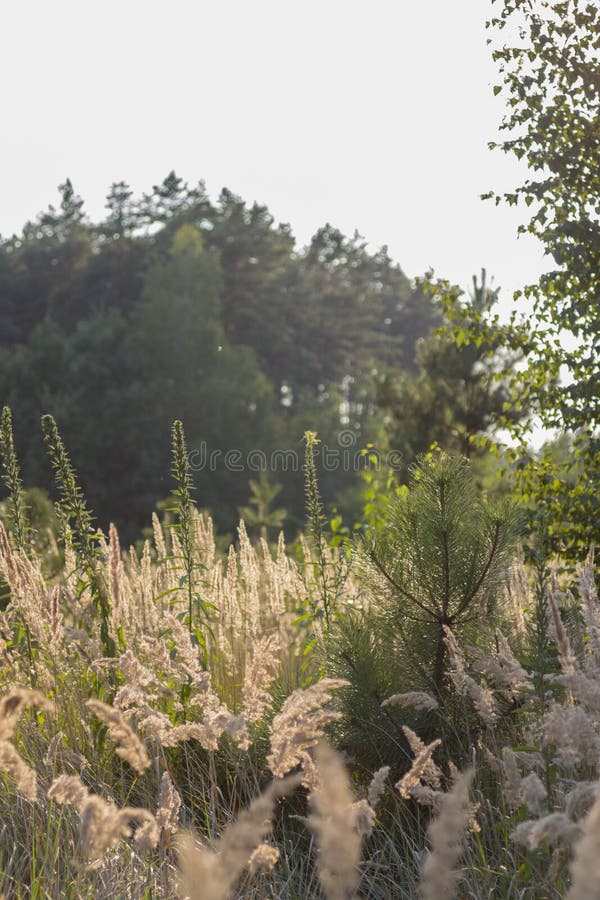 Fluffy grass stock photo. Image of fluffy, distance, rays - 44402760