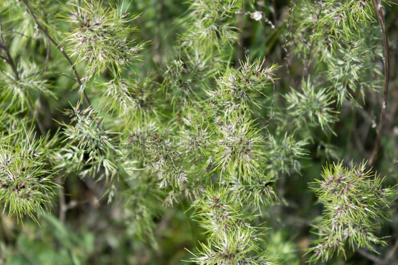 Fluffy Grass Grows in the Stems of Last Yearâ€™s Dry Grass Stock Photo ...