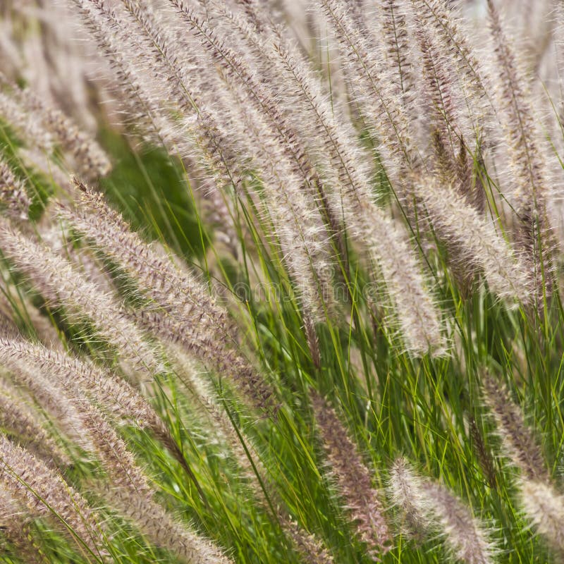 Fluffy grass stock image. Image of beautiful, autumn - 43812793