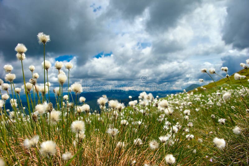 Fluffy grass stock photo. Image of meadow, colors, herb - 46277576