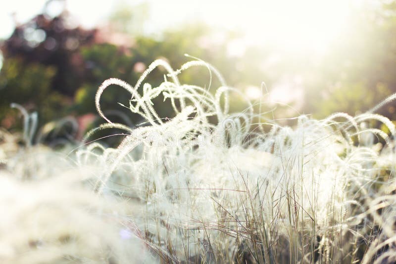 Fluffy grass stock photo. Image of pastureland, pasture - 81979426