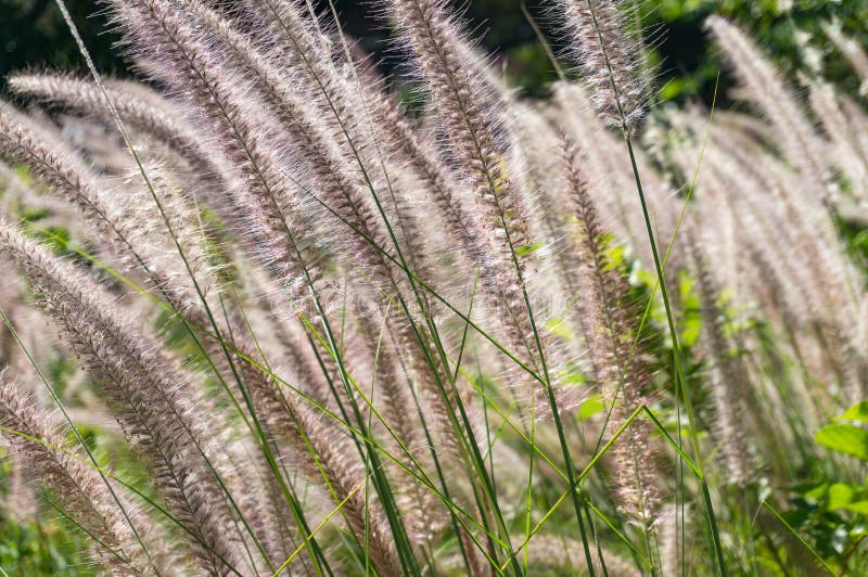 Fluffy grass background stock image. Image of sunlight - 116849097