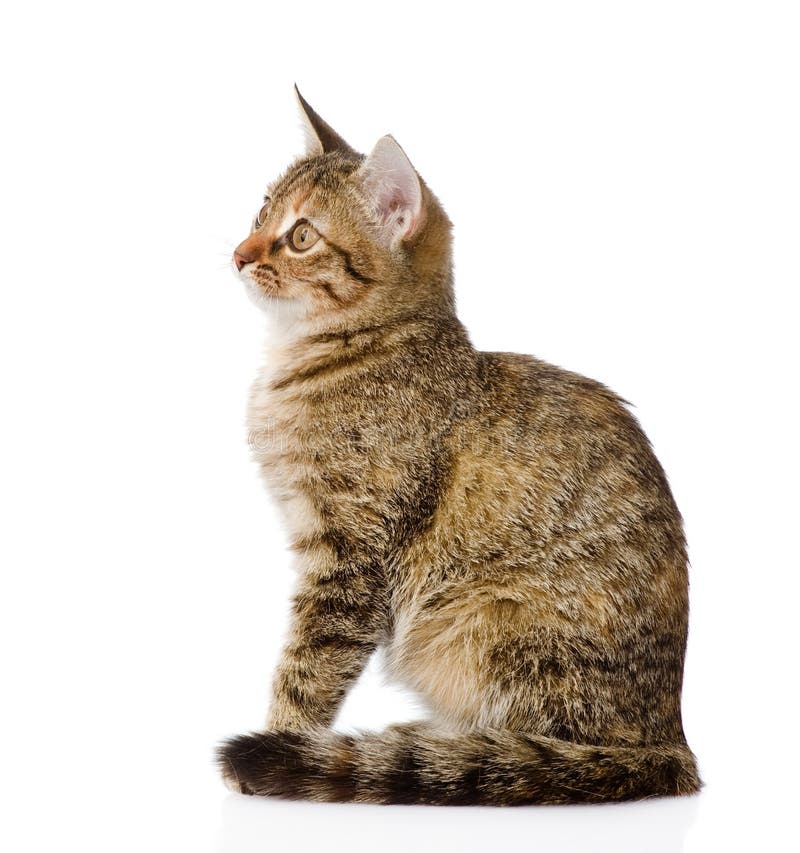 Fluffy Gray Beautiful Kitten in Profile. Isolated on White Stock Photo ...