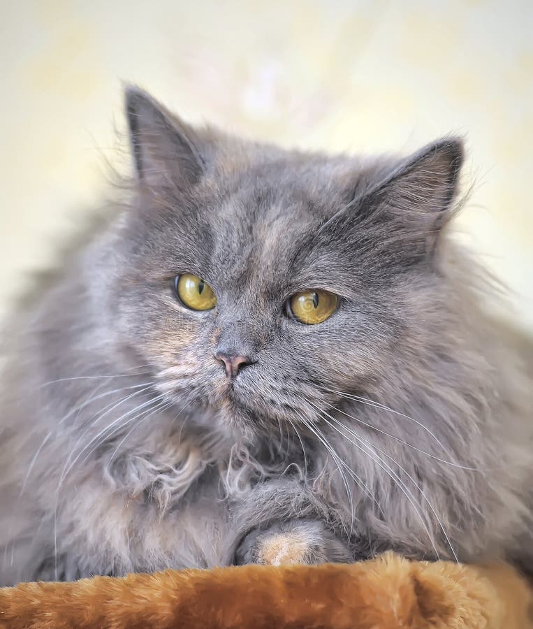 Fluffy Gray Cat Stock Photos - Download 47,389 Royalty Free Photos