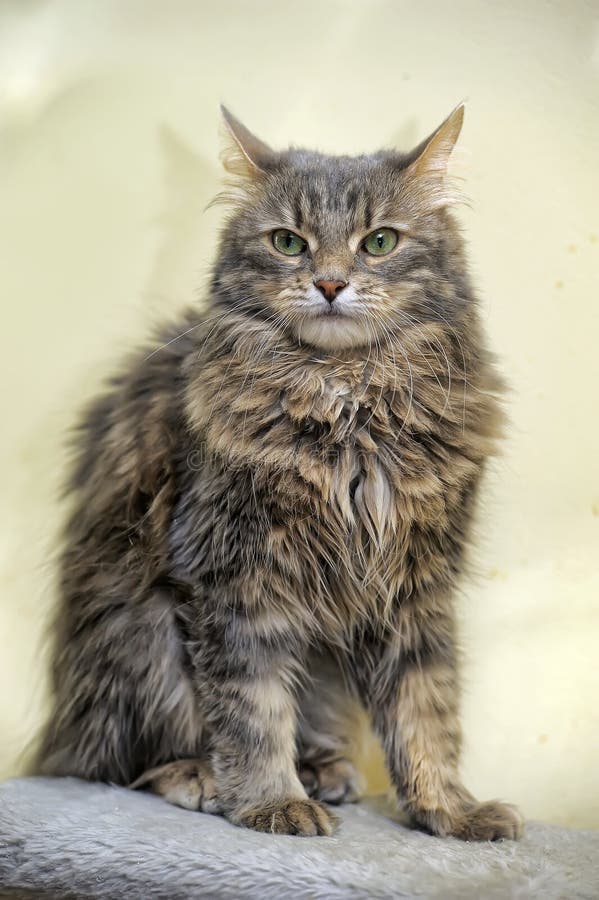 Cat Norwegian Forest stock image. Image of cute, grey - 44349859