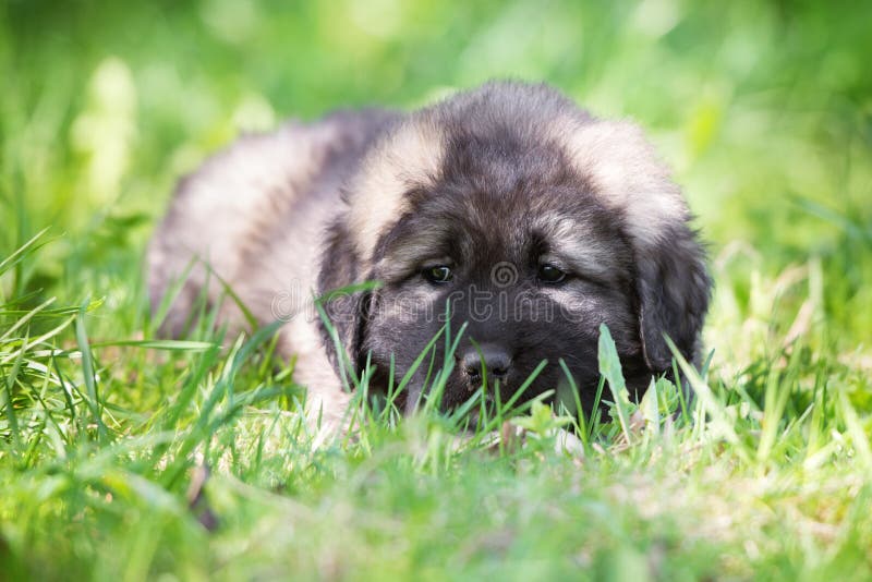 Fluffy gray puppy outdoors stock photo. Image of nature - 54139128
