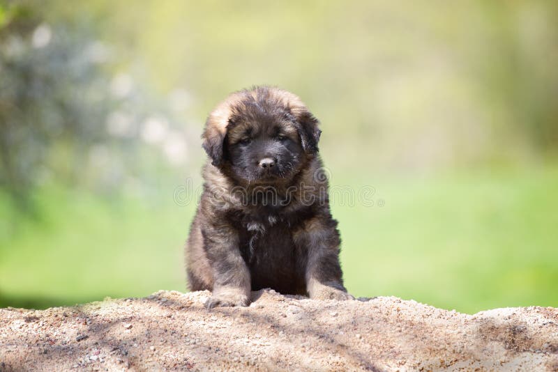Fluffy gray puppy outdoors stock photo. Image of small - 54139136