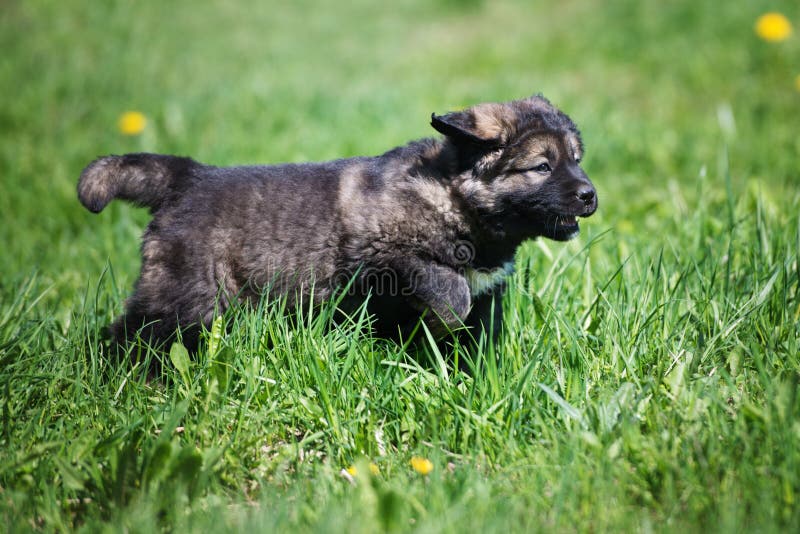 Fluffy gray puppy outdoors stock photo. Image of park - 54139124